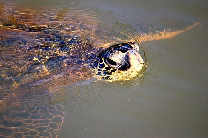 Private Stand up Paddle Lesson and Tour (for 1 or more paddlers) - The Sum Up