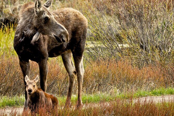 Private Sunrise 4-Hour Grand Teton Wildlife Adventure - Who Would Love This Tour?
