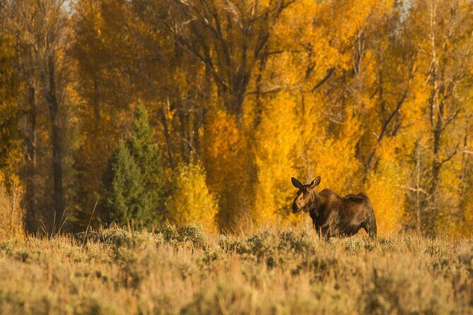 Private Sunrise 4-Hour Grand Teton Wildlife Adventure - FAQ
