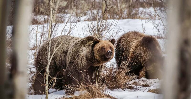 Private Sunrise Tour of Grand Teton National Park - FAQ