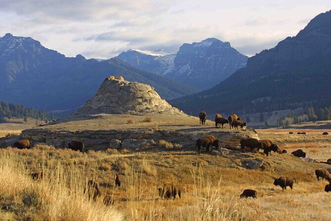 Private Sunrise Wildlife Adventure Into Yellowstone Lamar Valley - Who Should Consider This Tour?