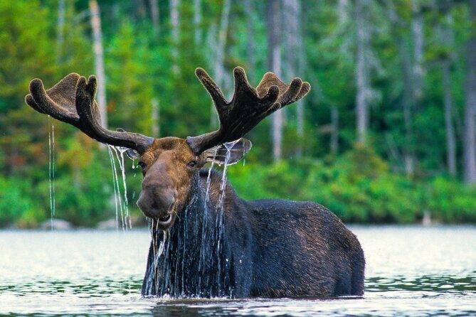 Private Sunset 4-Hour Grand Teton Wildlife Adventure - Introduction