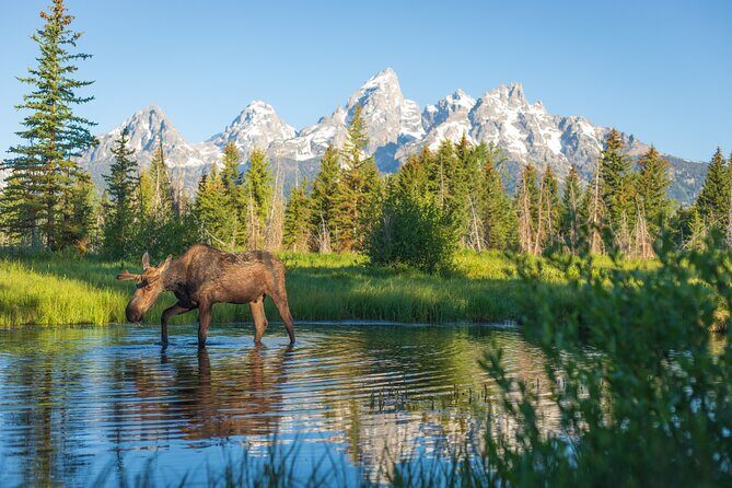 Private Sunset 4-Hour Grand Teton Wildlife Adventure - The Guide and the Experience