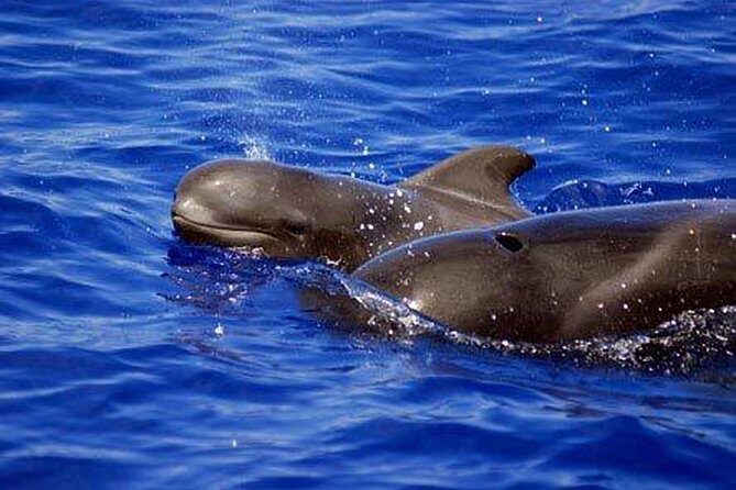 Private Sunset Cruise - A Detailed Look at the Tenerife Private Sunset Cruise