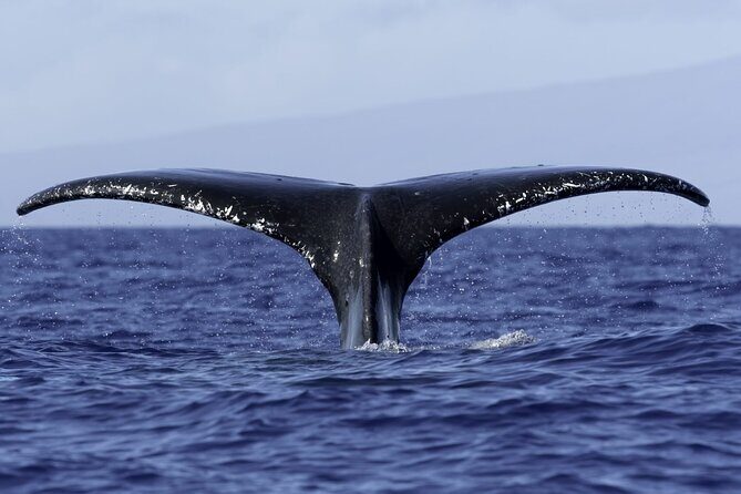 Private Sunset Cruise in Kona - FAQs