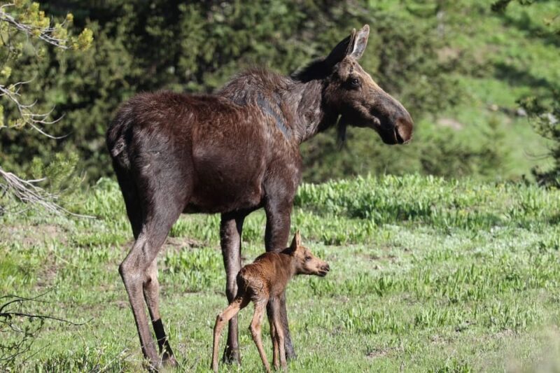 Private Sunset Safari of Grand Teton National Park - An In-Depth Look at the Grand Teton Sunset Safari