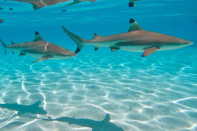 PRIVATE Sunset Tour: Moorea Snorkeling on a Catamaran named Taboo - Who Will Love This Tour?