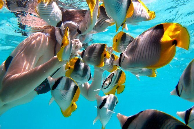 PRIVATE Sunset Tour: Moorea Snorkeling on a Catamaran named Taboo - FAQs