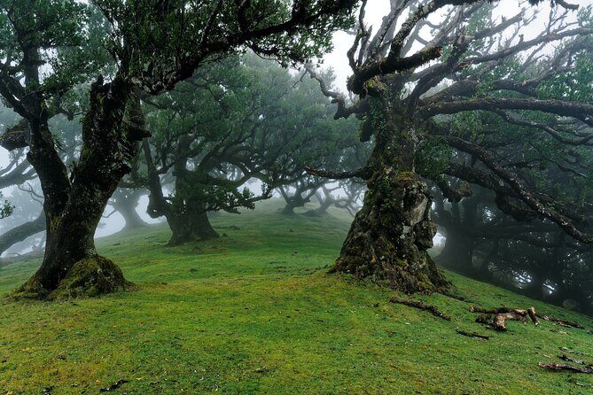 Private Sunset Tour with Food and Drinks in Fanal Forest - The Itinerary in Detail