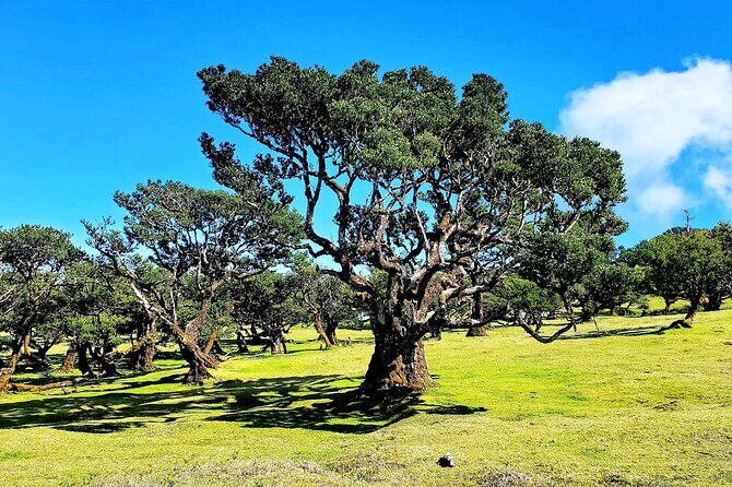 Private Sunset Tour with Food and Drinks in Fanal Forest - FAQ