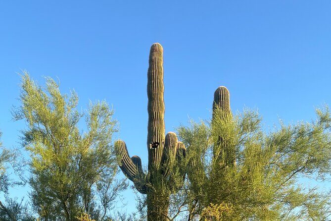 Private Sunset Walking Tour -Sonoran Desert Botanical Gardens 2h - A Detailed Breakdown of the Experience