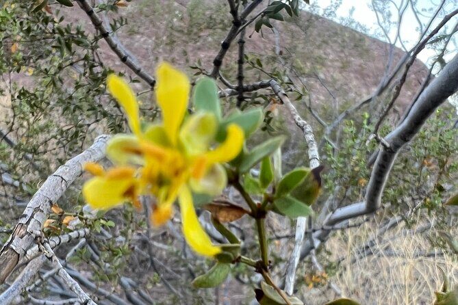 Private Sunset Walking Tour -Sonoran Desert Botanical Gardens 2h - Who Should Join This Tour?