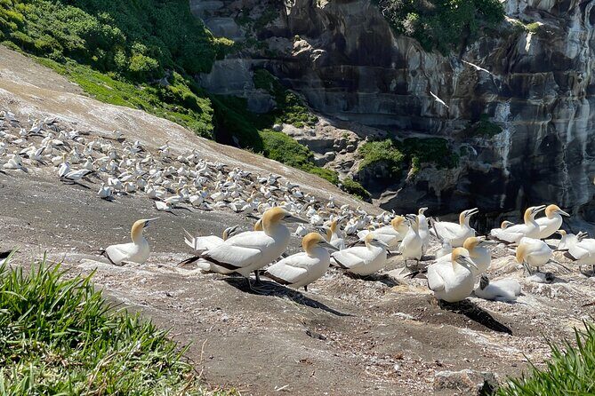 [PRIVATE] SUNSET. Wine. Hot Pool. Dinner - Third Stop: Muriwai Gannet Colony