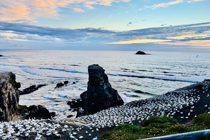 [PRIVATE] SUNSET. Wine. Hot Pool. Dinner - Final Stop: Muriwai Beach and Sunset