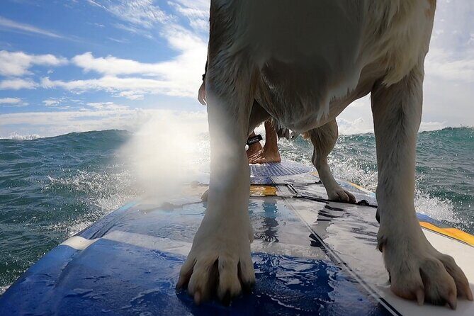 Private Surf Lessons in Maui - The Sum Up