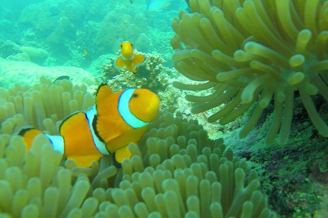 Private Surin Islands Longtail Boat Tour - Why We Would Recommend This Tour