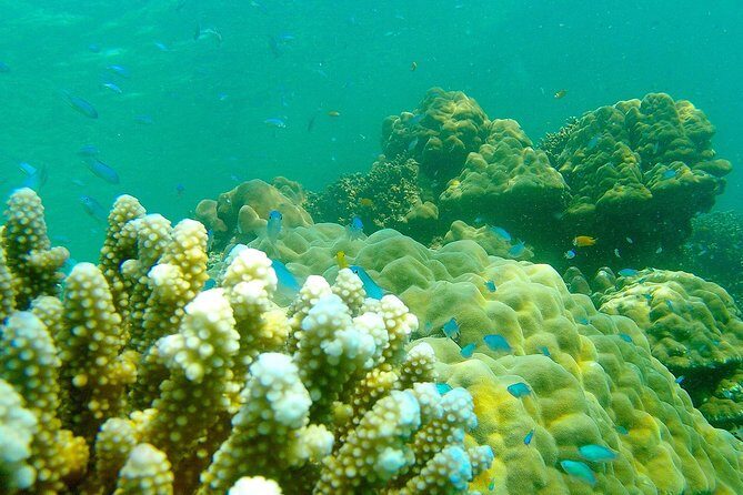 Private Surin Islands Longtail Boat Tour - FAQs About the Private Surin Islands Longtail Boat Tour