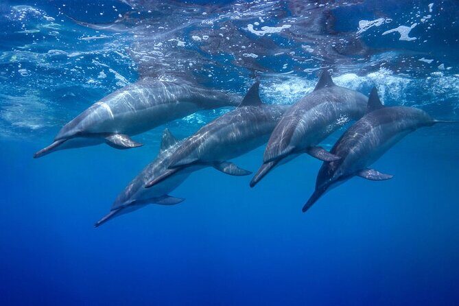 Private Swim and Sail Charter (Kewalo Harbor) - The Sum Up: Is this Experience Worth It?