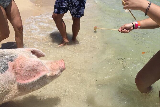 Private Swim With Pigs and Snorkeling in Paradise Tour - Final Thoughts