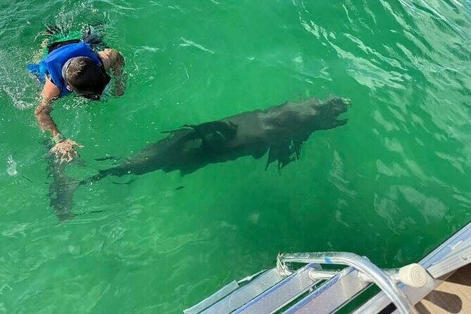 Private Swimming with Dolphins in Panama City Beach Florida - An In-Depth Look at the Experience