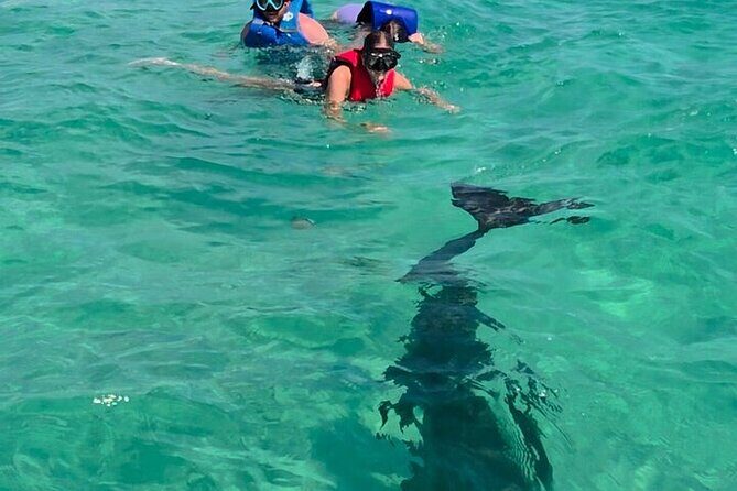 Private Swimming with Dolphins in Panama City Beach Florida - FAQs