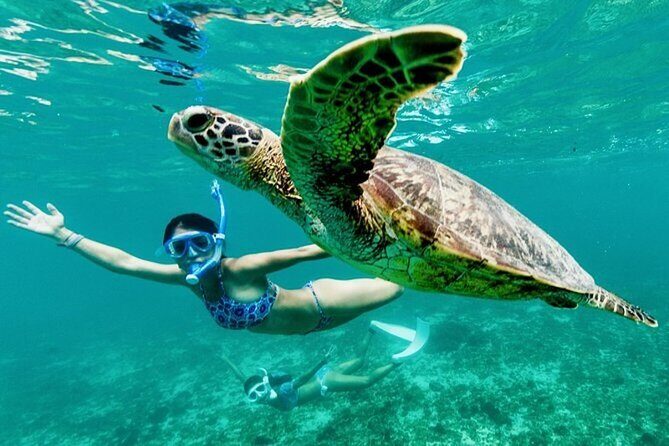 Private Swimming with Turtles/Sharks at Blue Lagoon and Waterfall - Introduction