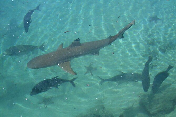 Private Swimming with Turtles/Sharks at Blue Lagoon and Waterfall - Key Points