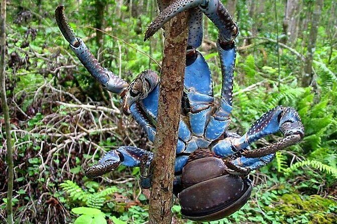 Private Swimming with Turtles/Sharks at Blue Lagoon and Waterfall - Authentic Experiences and Unique Highlights