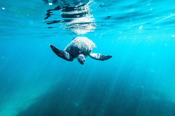 Private Sydney Snorkeling Experience: Explore Cabbage Tree Bay - Who Will Love This Tour?
