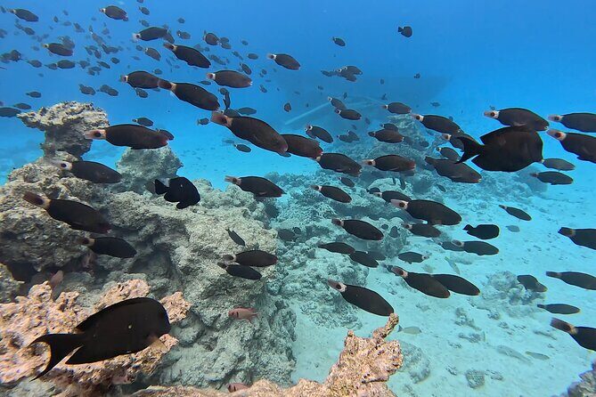 Private Tahiti Lagoon Snorkeling and Lunch Boat Tour - Practical Details and Considerations