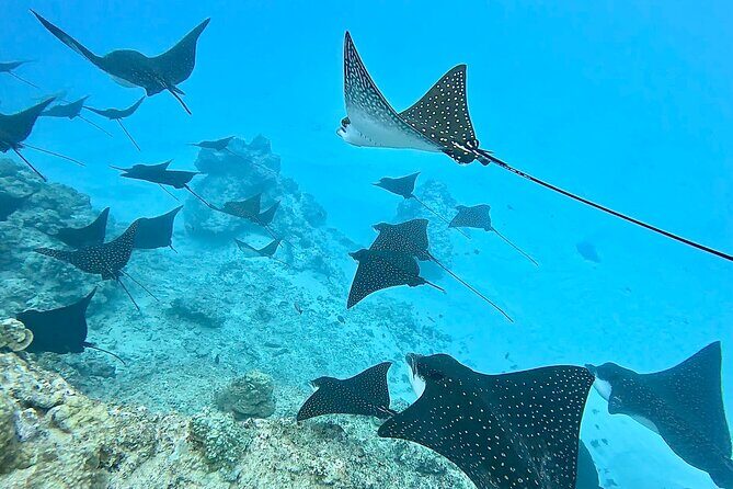 Private Tahiti Lagoon Snorkeling and Lunch Boat Tour - Frequently Asked Questions