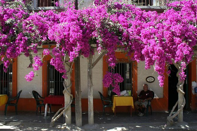 Private Tailor-Made Tour Todos Santos - Transport and Logistics