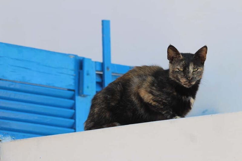Private: Taste of Mykonos: Panoramic Views & Local Delights - A Thorough Look at the Experience