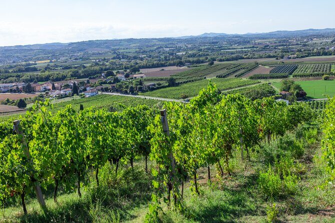 Private tastings at the Colombina Agricultural Company - The Sum Up: Is it worth it?