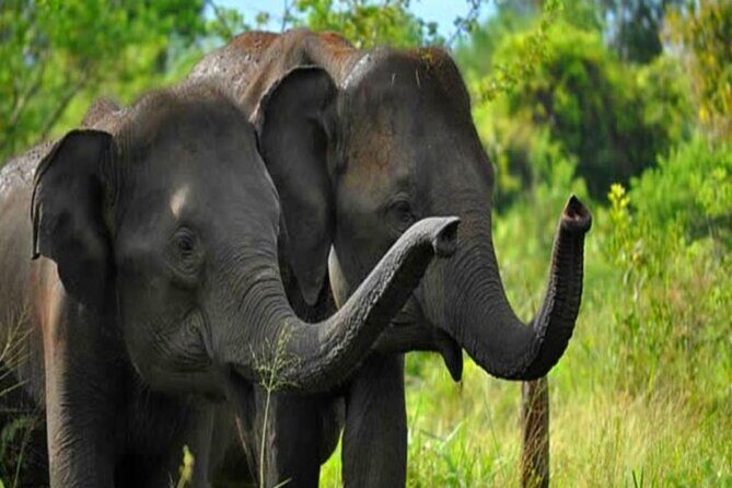 Private Taxi from Sri Lanka Airport (BIA-CMB) to Udawalawe Hotels - Benefits of Personal Service