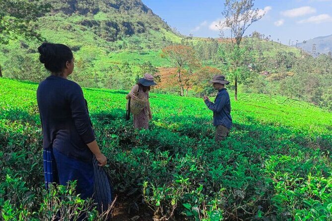 Private Taxi Service Around Sri Lanka with Airport Pickup & Drop - Who Should Book This?