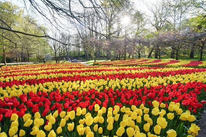 Private Taxi to Keukenhof Tulip Fields & Flowers From Amsterdam - In-Depth Look at the Experience