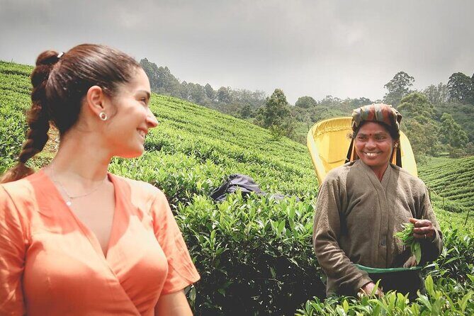 Private Tea Tour and Tea Factory - Introduction