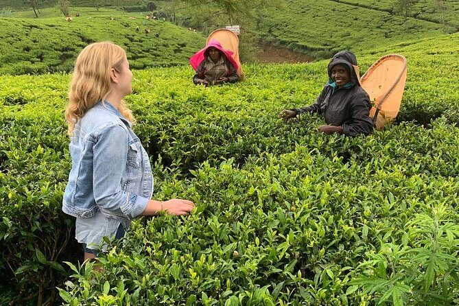 Private Tea Tour and Tea Factory - Authenticity and Insights from Reviews