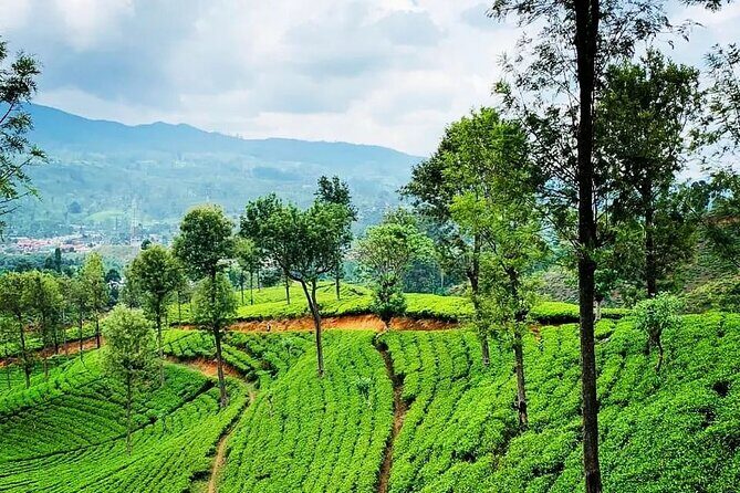 Private Tea Tour and Tea Factory - Who Will Enjoy This Tour?