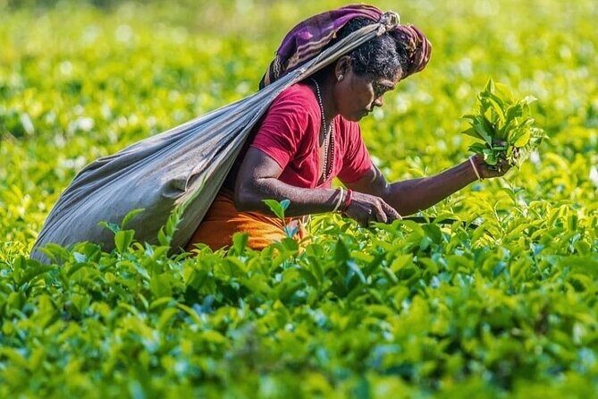 Private Tea Tour and Tea Factory - The Sum Up