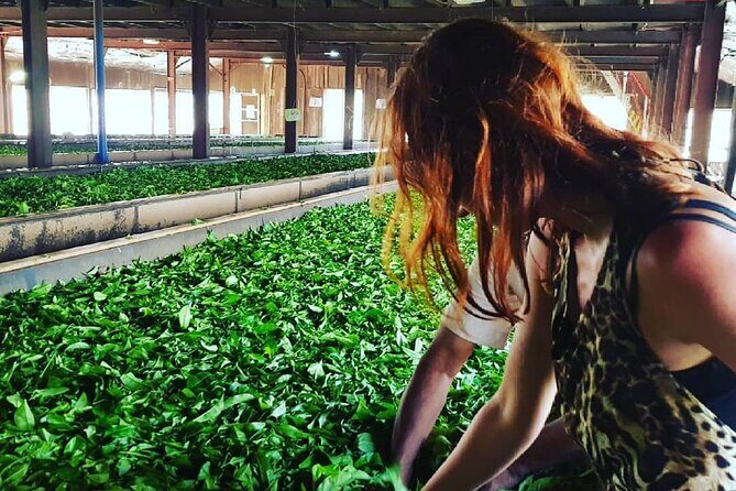 Private Tea Tour and Tea Factory - Frequently Asked Questions