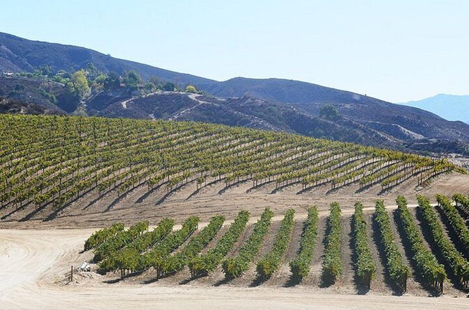 Private Temecula Wine Country Tour from San Diego - Final Thoughts: Who Should Consider This Tour?