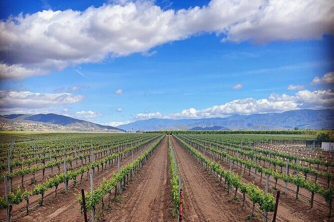 Private Temecula Wine Tour from Bonsall - Authentic Experiences and Real Feedback
