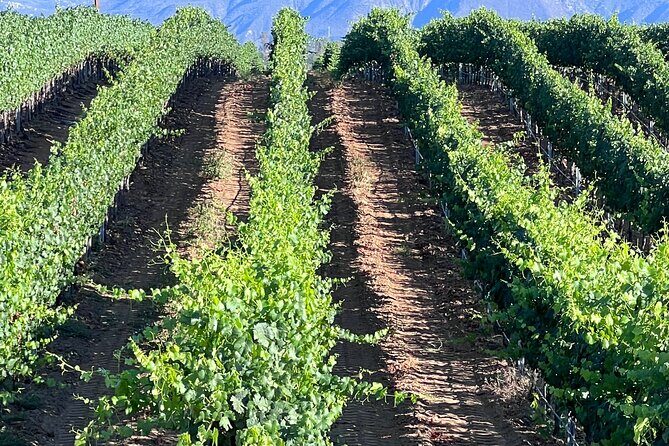 Private Temecula Wine Tour from Canyon Lake - Start at Somerset Vineyard & Winery