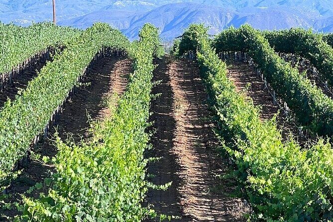 Private Temecula Wine Tour from Downtown San Diego - What’s Included and What’s Not