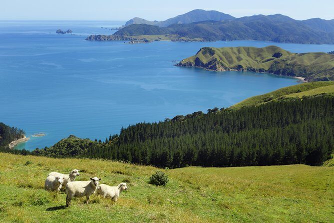 Private The Coromandel Tour - Auckland Tour House - Why This Tour Offers Good Value
