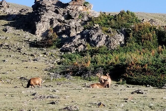 Private Three Hour Afternoon Custom Tour of Rocky Mountain National Park - What You Can Expect From This Private Rocky Mountain Tour