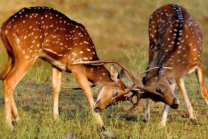 Private Tiger Safari to Panna National Park from Khajuraho - Who Should Consider This Safari?