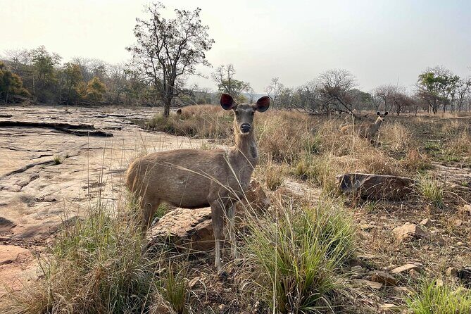 Private tiger watching in Panna National Park of Khajuraho - Authenticity and Experience: What Travelers Say